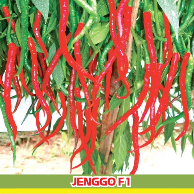 Benih Cabai JENGGO F1 Bintang Asia - Original Pack – Store Golden Farm 99