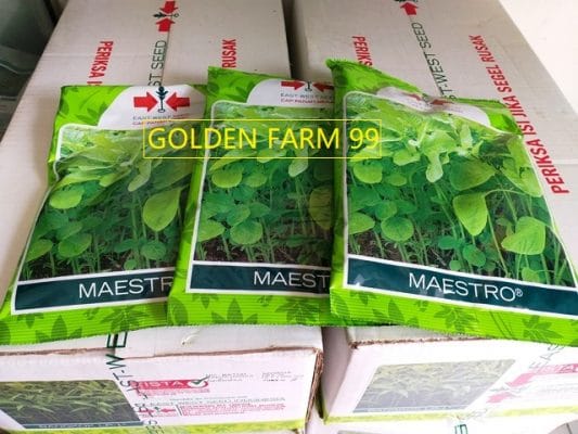Benih Bayam Hijau Maestro 500 Gr Cap Panah Merah – Store Golden Farm 99