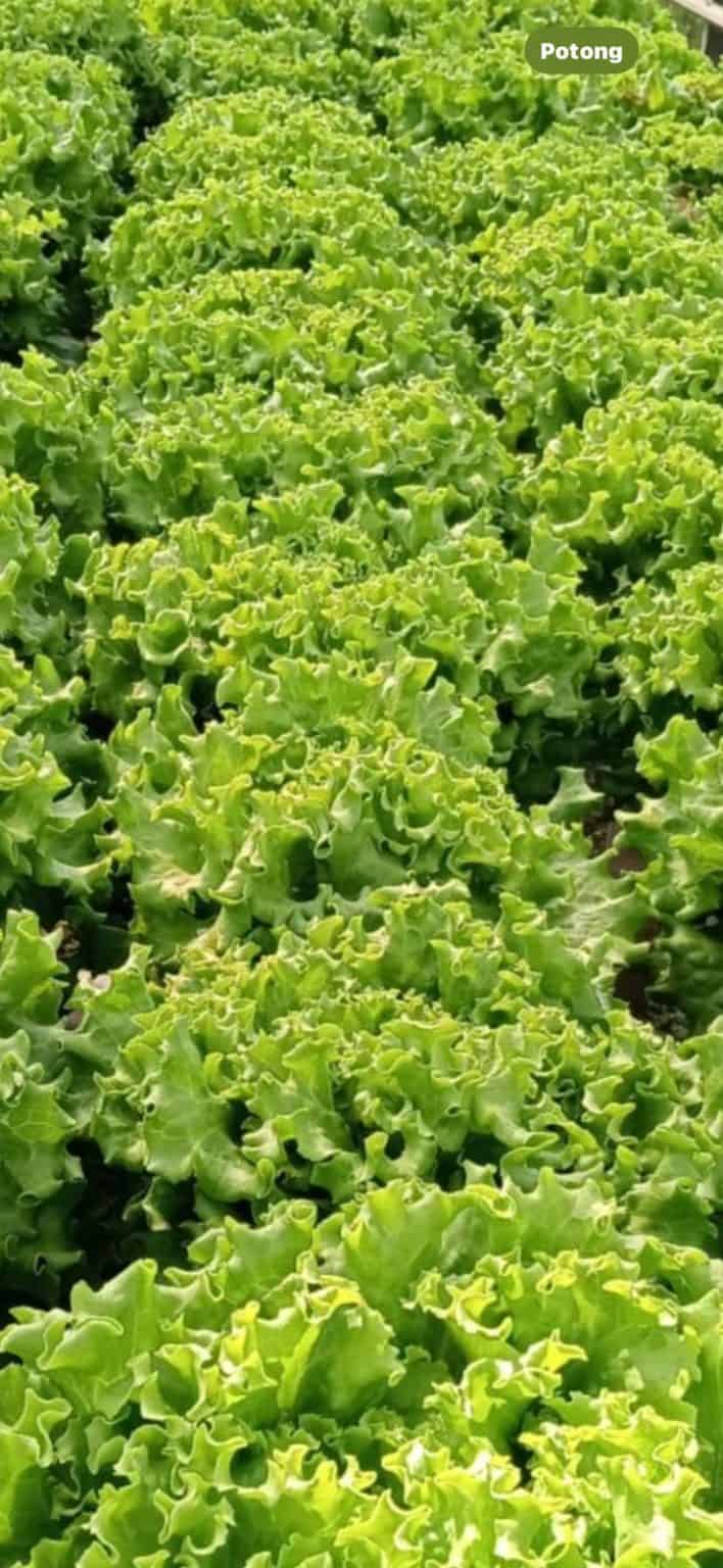 Benih Selada Sonybel Tipe Batavia - Bejo Seed