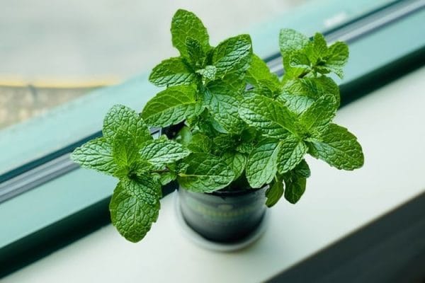 Daun Mint Atau Peppermint Known You Seed – Store Golden Farm 99
