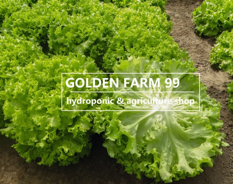 Benih Selada Jesibel Tipe Batavia Bejo Seed – Store Golden Farm 99