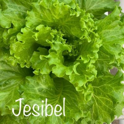 Benih Selada Jesibel Tipe Batavia Bejo Seed – Store Golden Farm 99